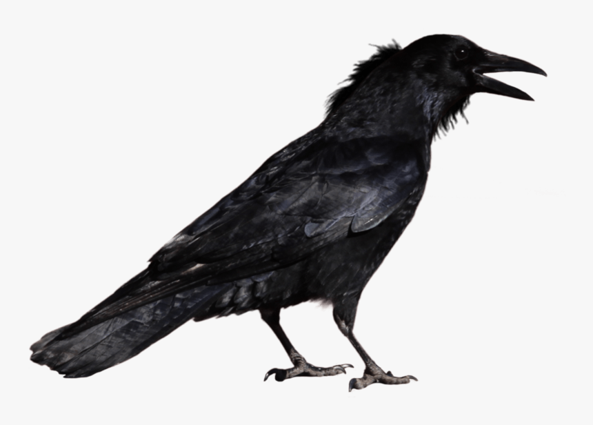 Crow Png, Transparent Png , Transparent Png Image - PNGitem