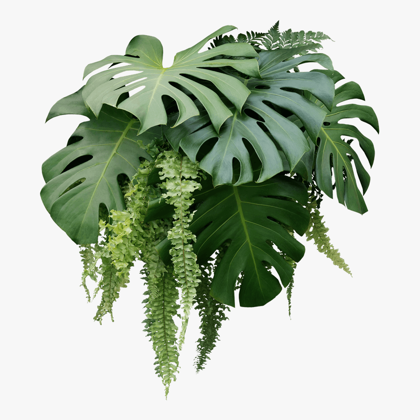 Hanging Moss Png, Transparent Png , Transparent Png Image - PNGitem