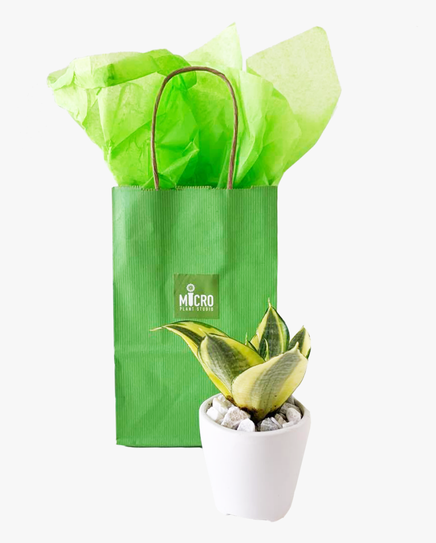 Hanging Moss Png, Transparent Png , Transparent Png Image - PNGitem