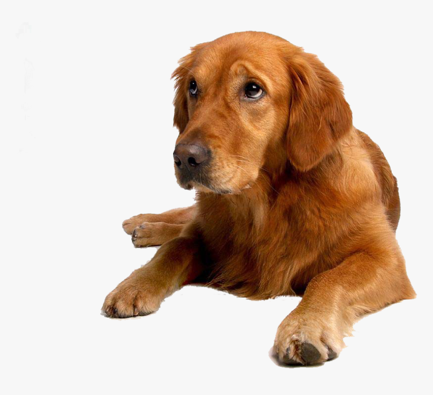 Golden Retriever Png, Transparent Png , Transparent Png Image - PNGitem