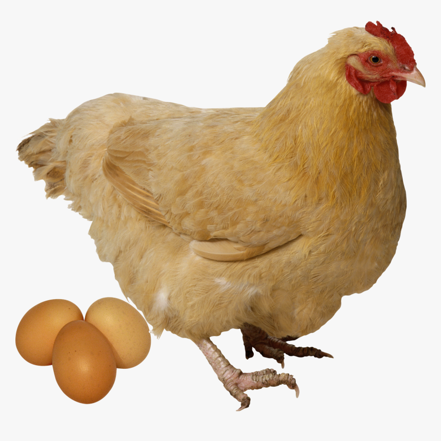 Hen Png, Transparent Png , Transparent Png Image - PNGitem