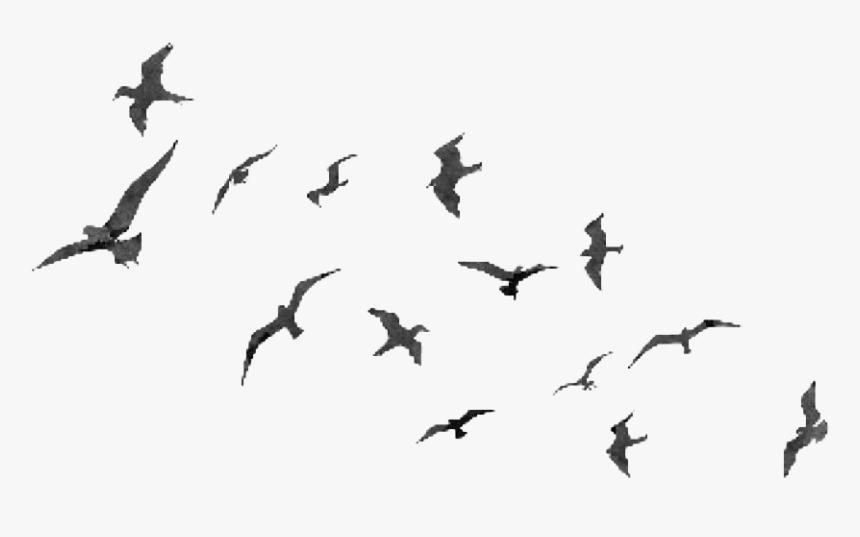 Flock Of Flying Bird Png Download Image, Transparent Png , Transparent ...