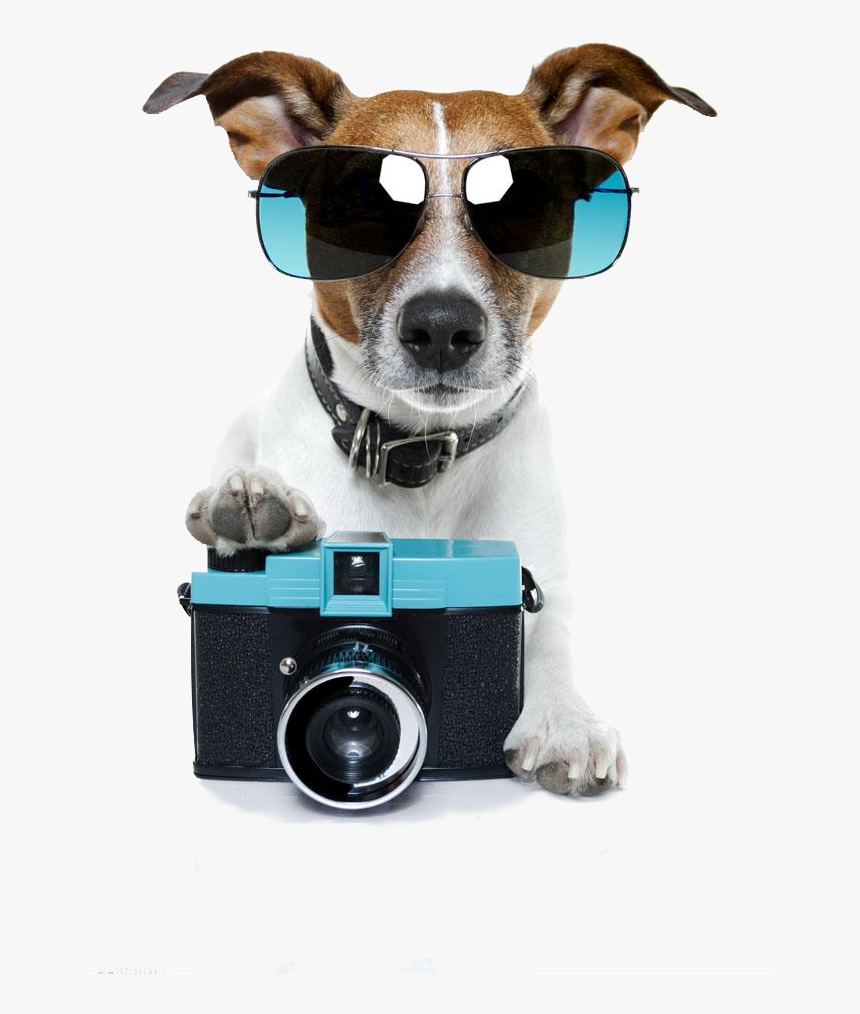 Jack Russell With Camera , Png Download, Transparent Png , Transparent ...