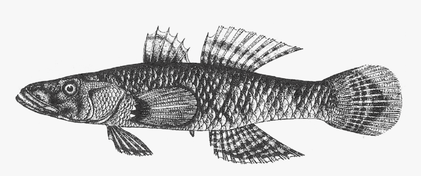 Crazy Fish, HD Png Download , Transparent Png Image - PNGitem