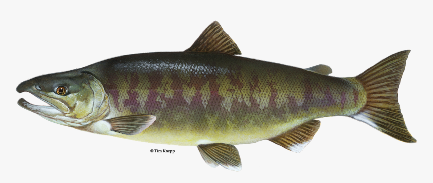 Fish Salmon With Water Png, Transparent Png , Transparent Png Image ...