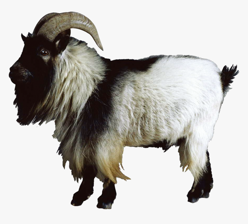 Goat Horn Png, Transparent Png , Transparent Png Image - PNGitem