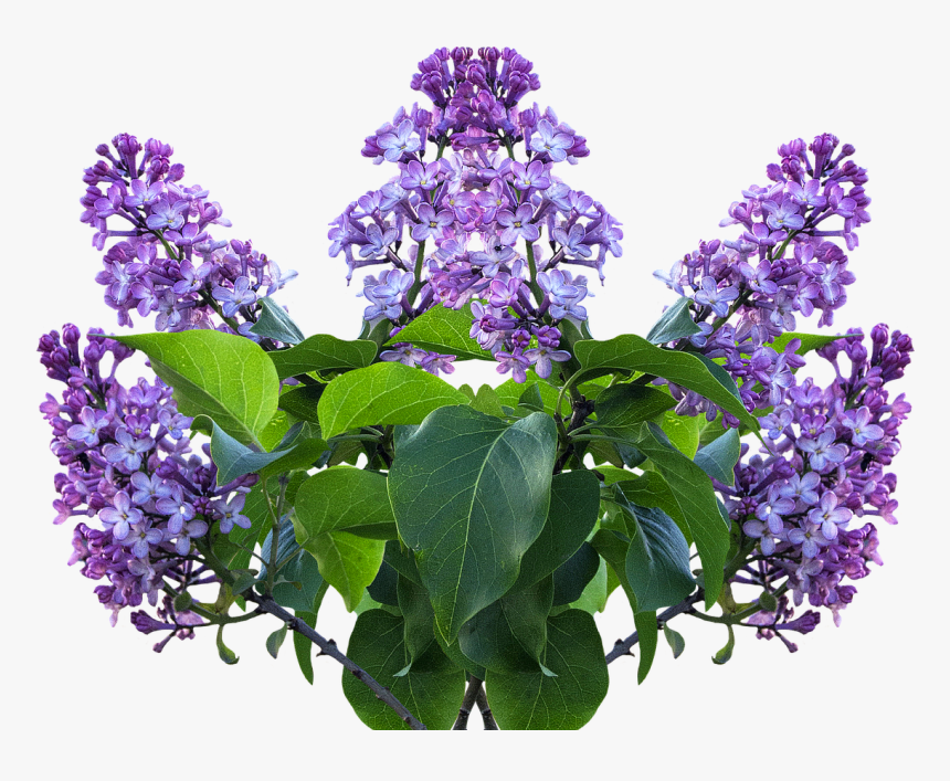 Flower Tree Png Images, Transparent Png , Transparent Png Image - PNGitem