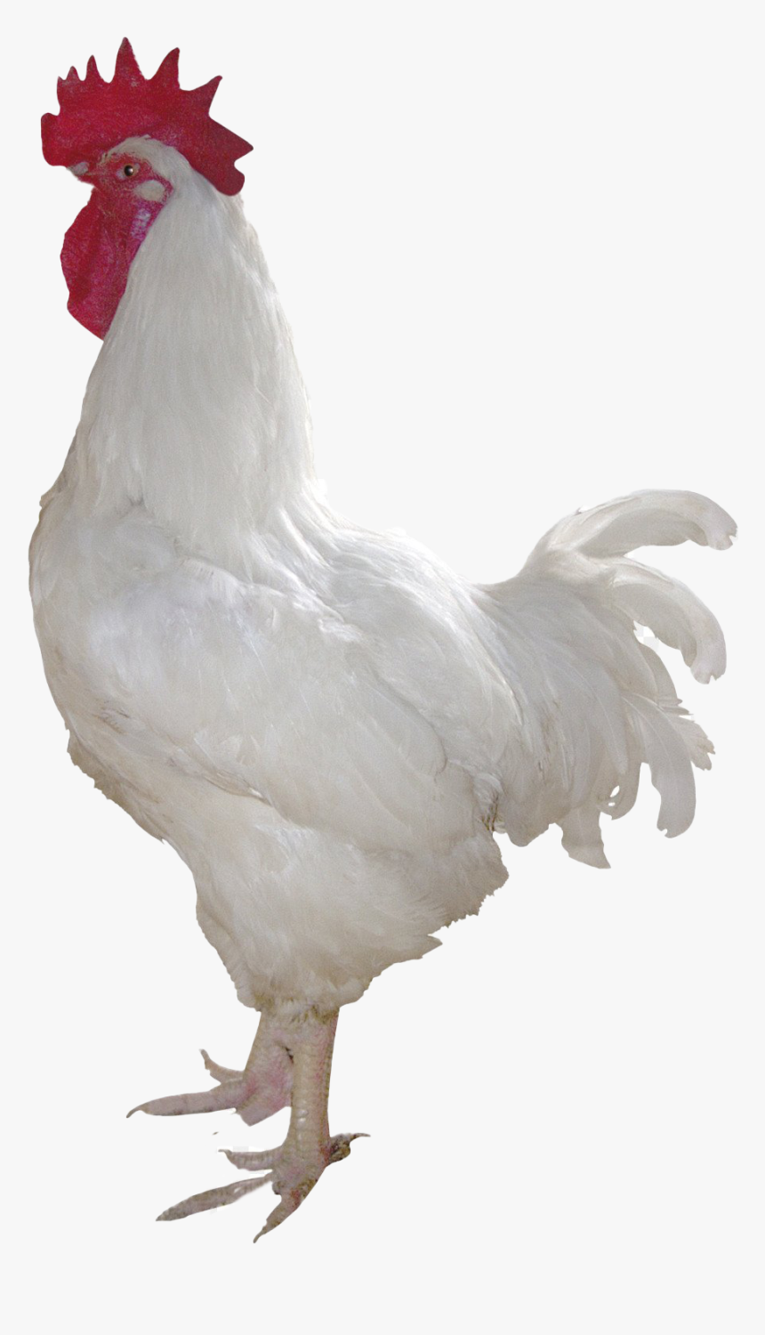 White Hen Png Free Background, Transparent Png , Transparent Png Image ...