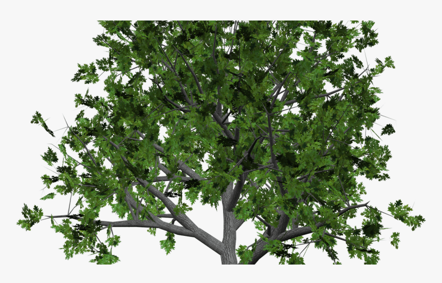 Sandalwood Tree Clip Art, HD Png Download , Transparent Png Image - PNGitem