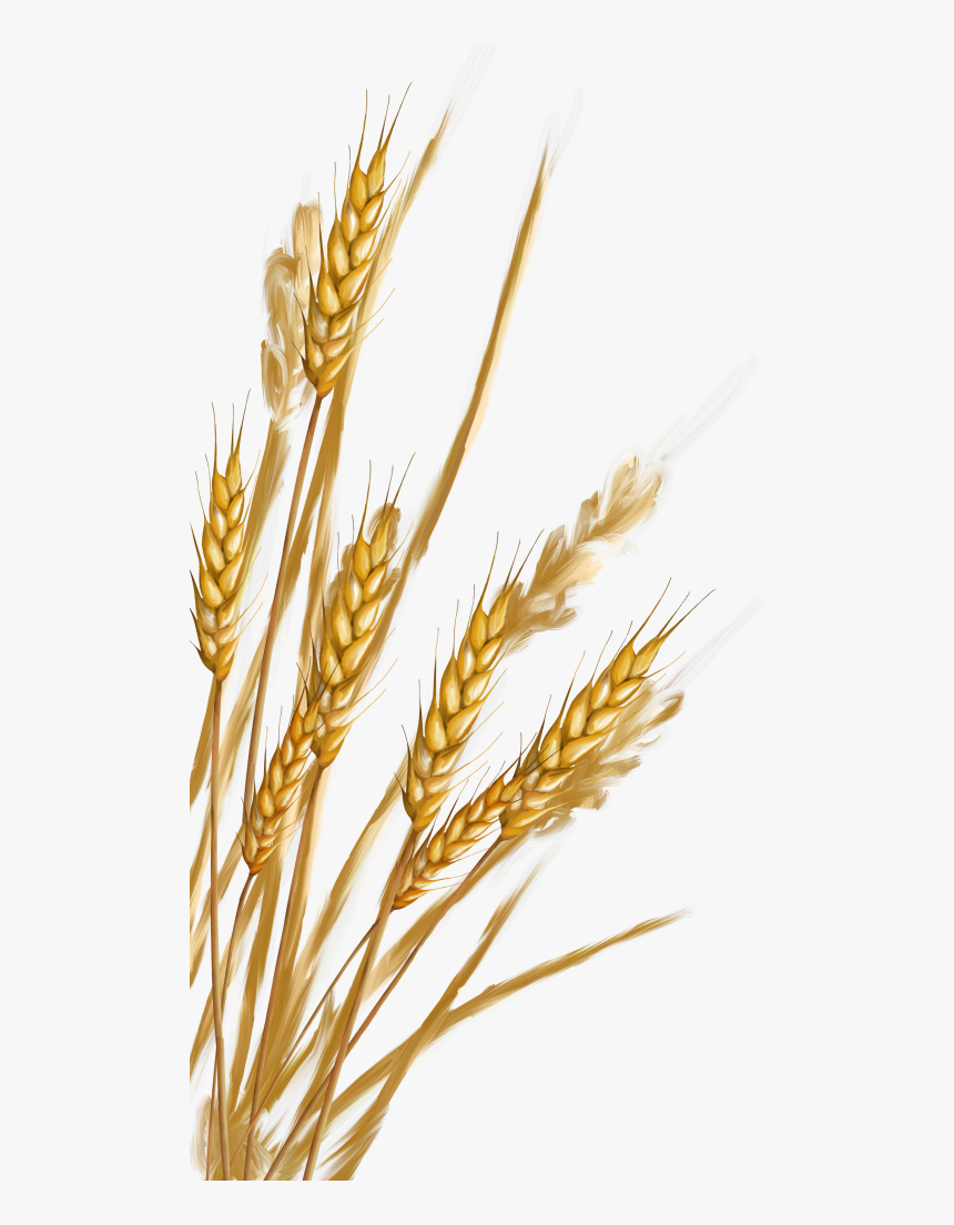 Vector Wheat Gehu, HD Png Download , Transparent Png Image - PNGitem
