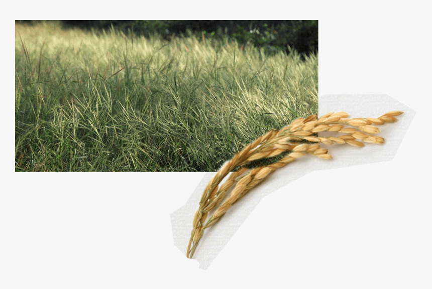 Sweet Grass, Hd Png Download, Transparent Png , Transparent Png Image ...