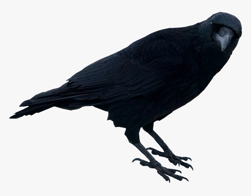 Crows Png, Transparent Png , Transparent Png Image - PNGitem