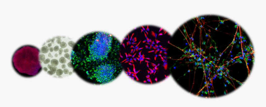 Good Cell Culture Practice For Stem Cells And Stem, HD Png Download ...