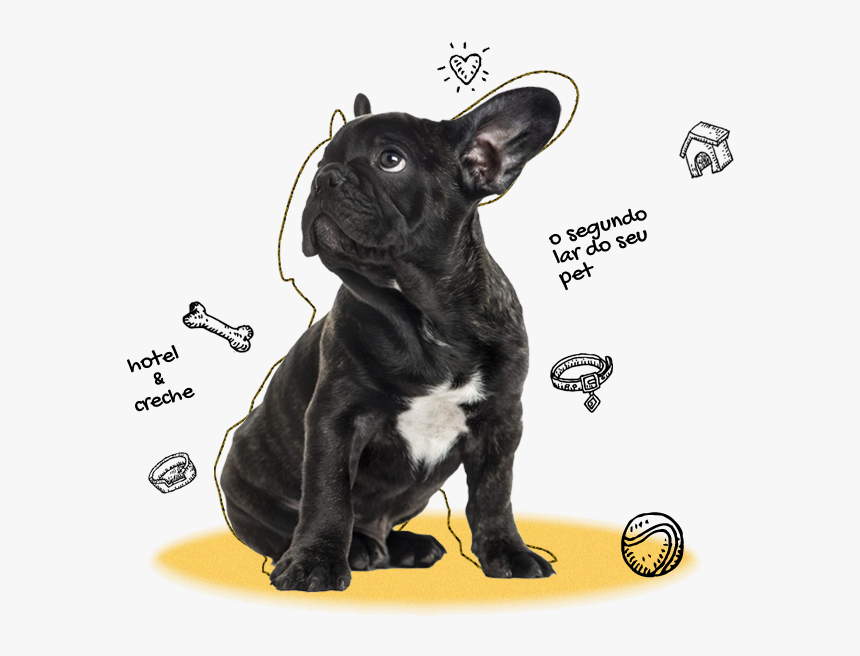 Pet Png, Transparent Png , Transparent Png Image - PNGitem