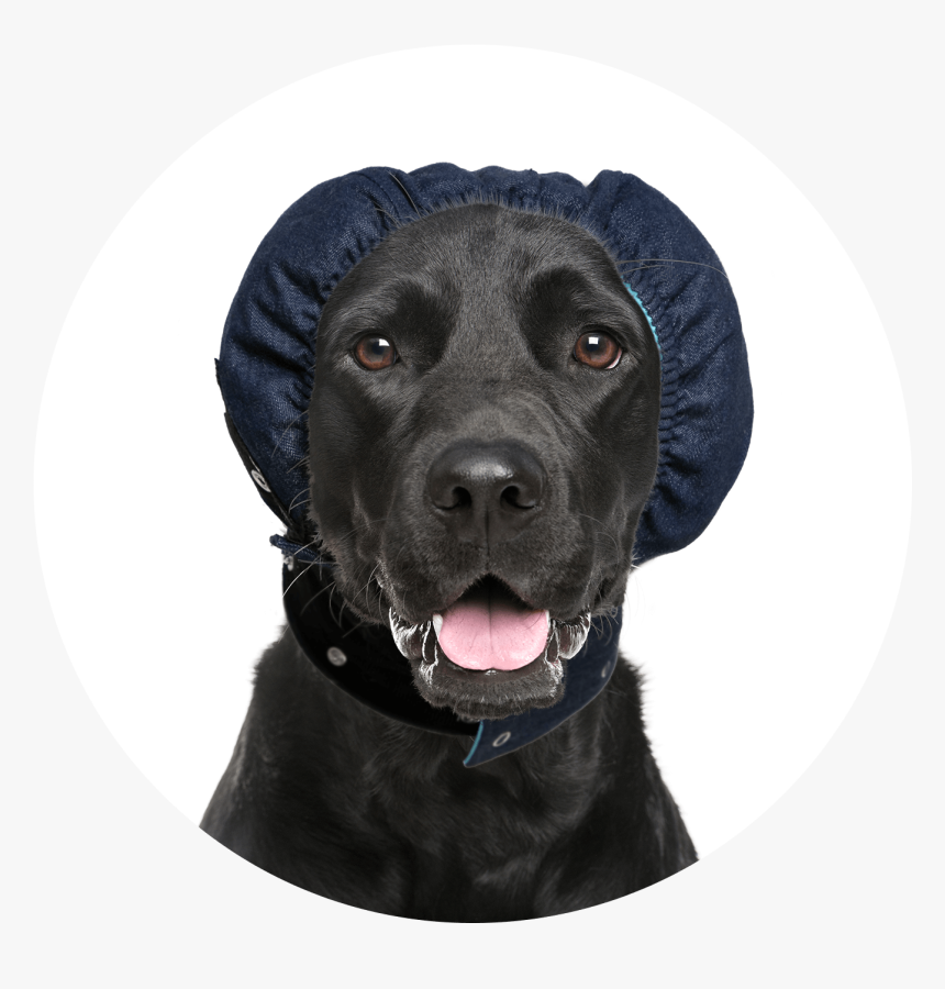 Dog Ears Png, Transparent Png , Transparent Png Image - PNGitem
