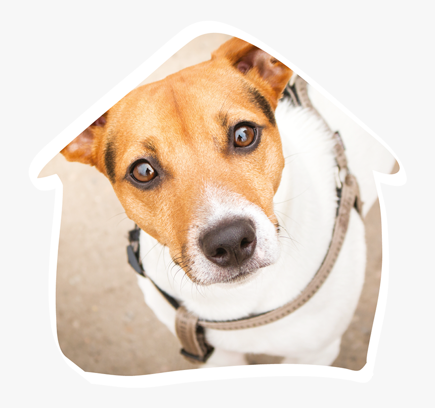 Doge Head Png, Transparent Png , Transparent Png Image - PNGitem
