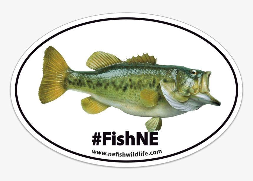 Largemouth Bass Png, Transparent Png , Transparent Png Image - PNGitem