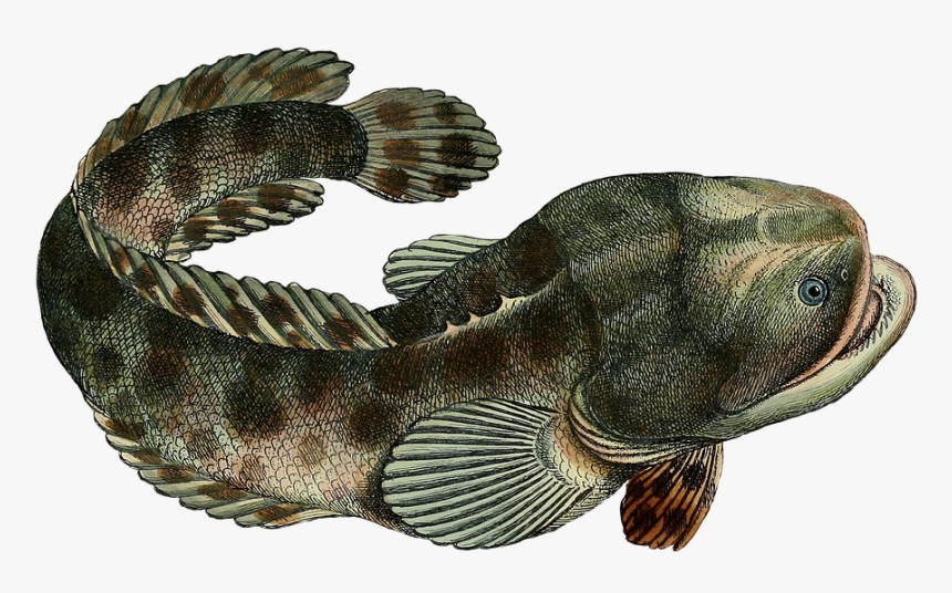 Largemouth Bass Png, Transparent Png , Transparent Png Image - PNGitem