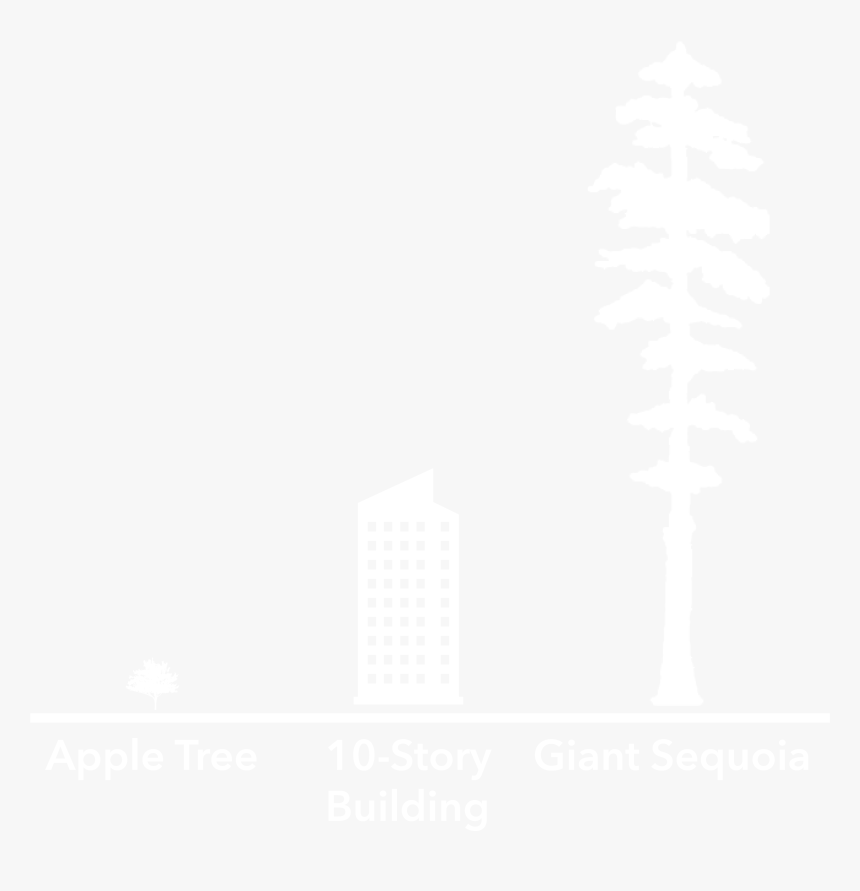 Redwood Tree Png, Transparent Png , Transparent Png Image - PNGitem