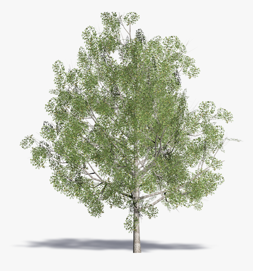 River Birch Png, Transparent Png , Transparent Png Image - PNGitem