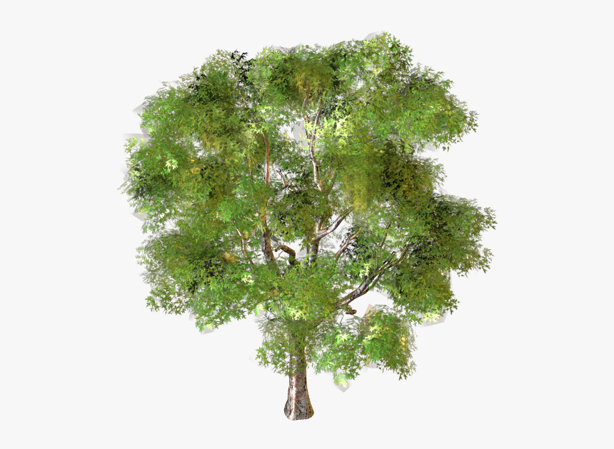 River Birch Png, Transparent Png , Transparent Png Image - PNGitem