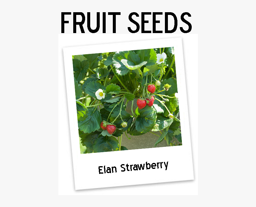 Eversweet Strawberry Plants Icon - Strawberry Elan F1, HD Png Download ...