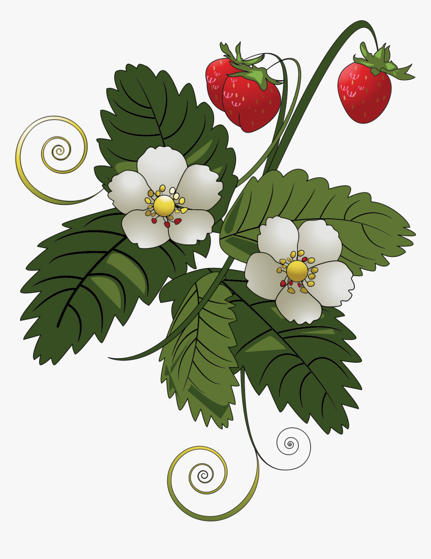 Strawberry Vine Clip Art