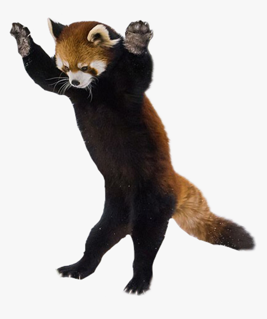 Red Panda On Hind Legs , Png Download, Transparent Png , Transparent ...