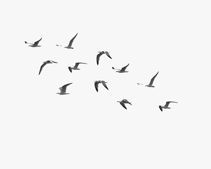 Flock Of Flying Bird Png Picture, Transparent Png , Transparent Png ...