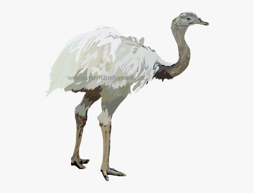 Transparent Nandu Clipart, HD Png Download , Transparent Png Image ...