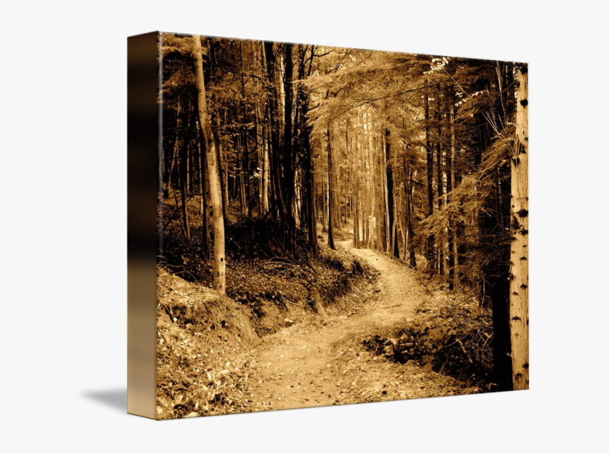 Forest Path, HD Png Download , Transparent Png Image - PNGitem