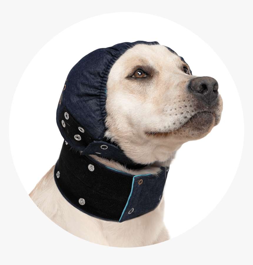 Dog Head Png, Transparent Png , Transparent Png Image - PNGitem