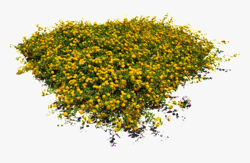 Transparent Flower Plants Png, Png Download , Transparent Png Image ...