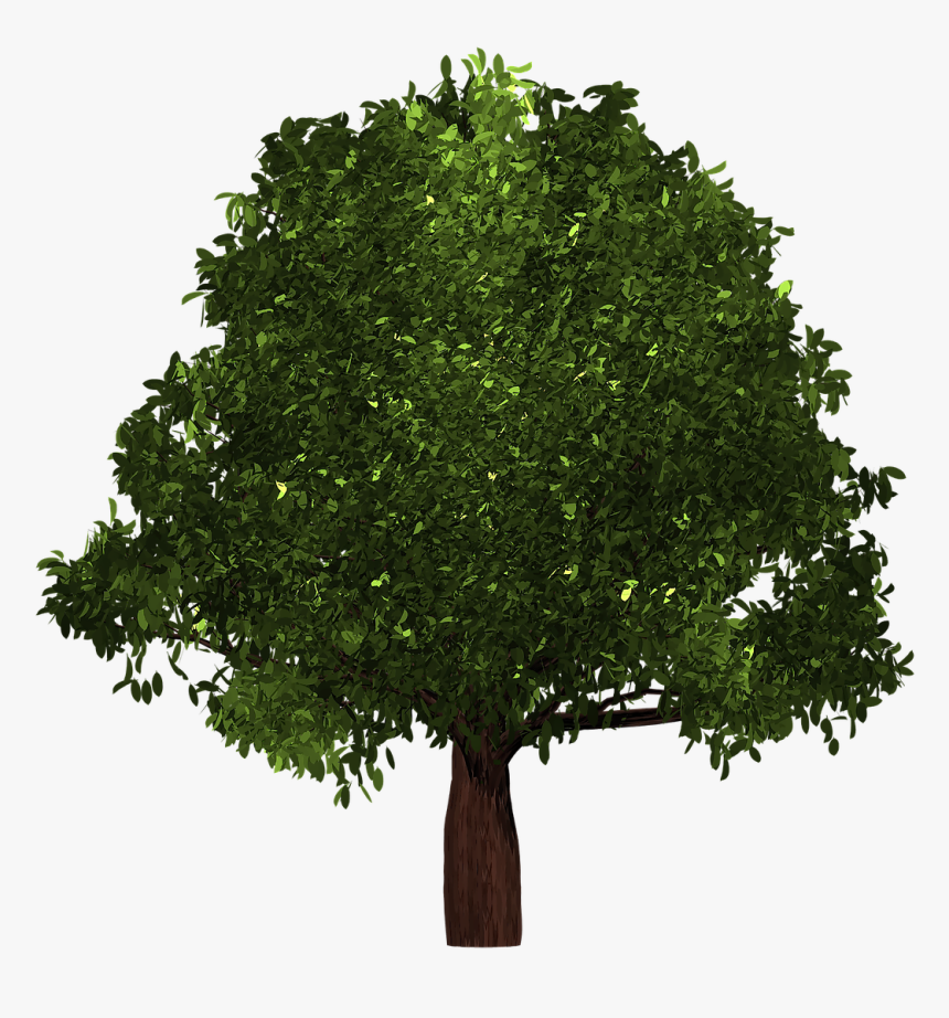 Tree,wood,free Pictures, Free Photos, Free Images,, HD Png Download ...