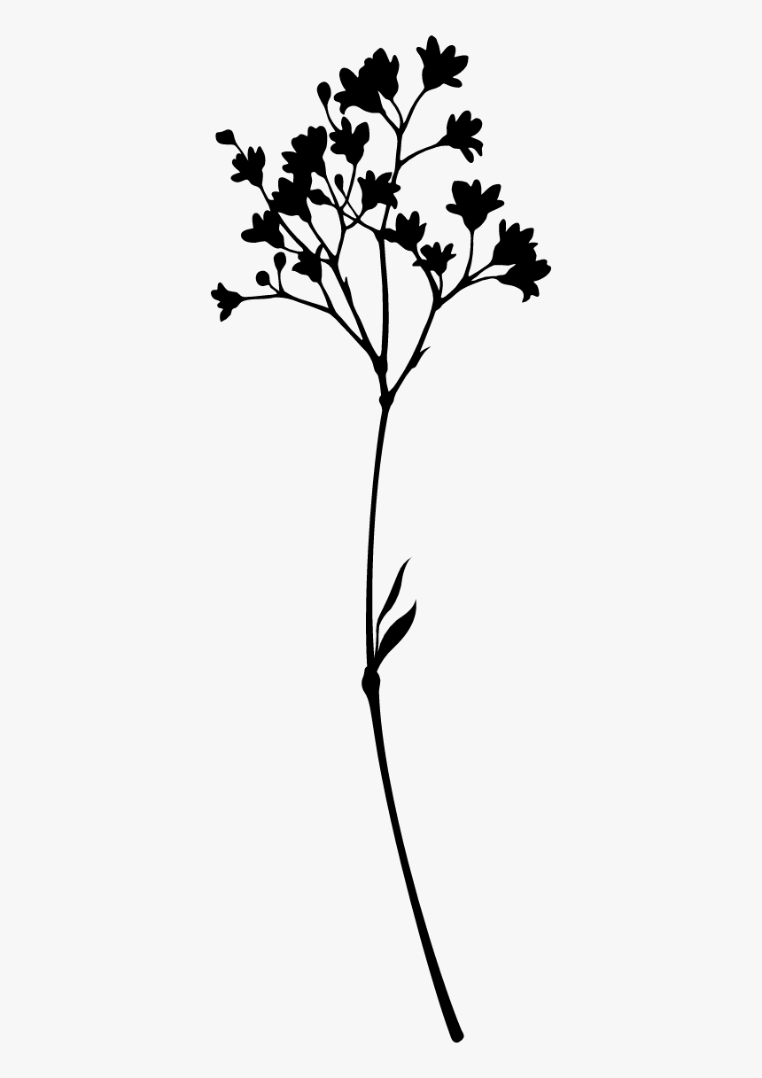Baby's Breath Png, Transparent Png , Transparent Png Image - PNGitem