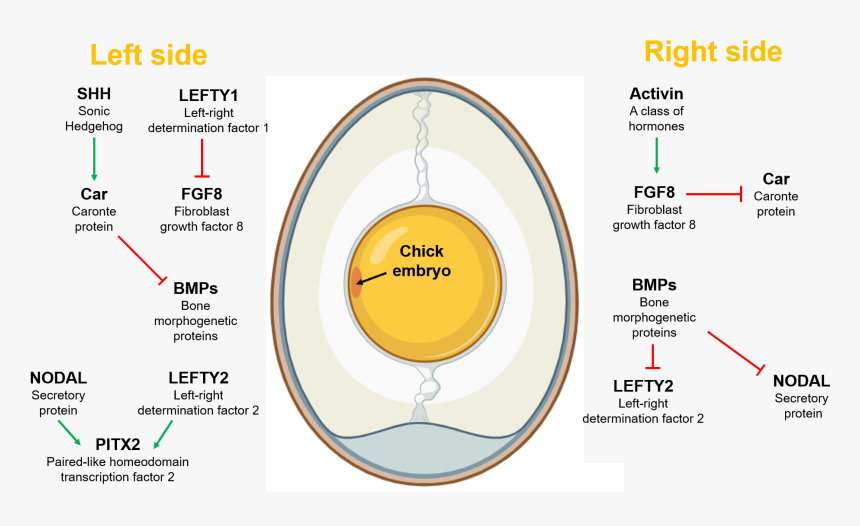 Asymmetrical Signalling Pathways In Chick Embryo, HD Png Download ...