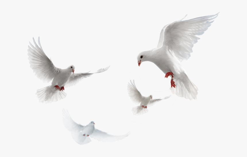 Doves Clipart Merpati, HD Png Download , Transparent Png Image - PNGitem