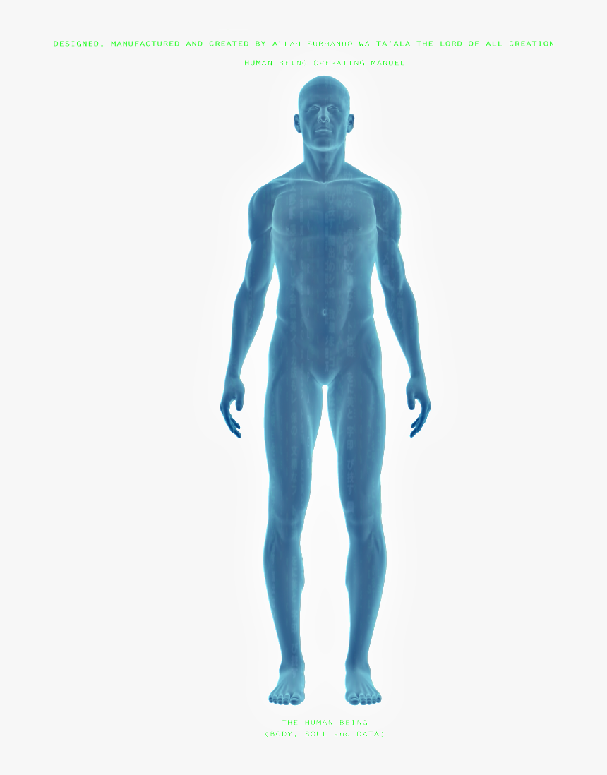 Png Human Body, Transparent Png , Transparent Png Image - PNGitem