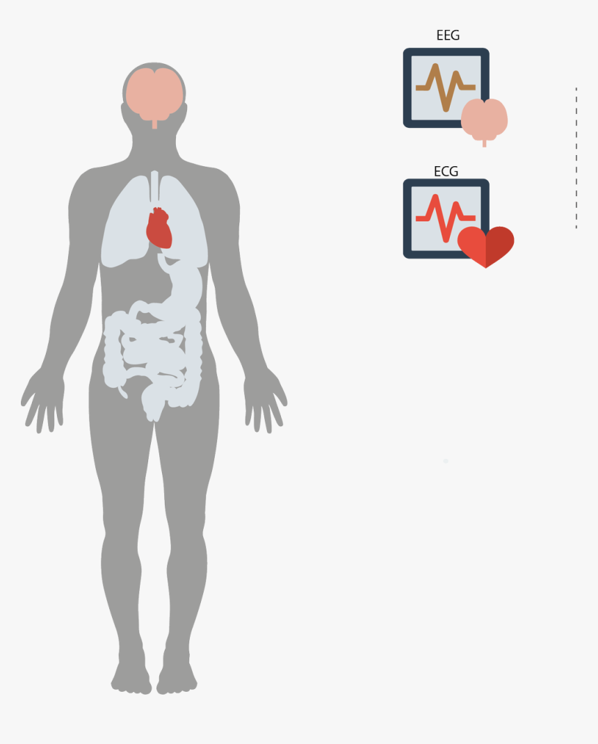 Human Body, Png Download, Transparent Png , Transparent Png Image - PNGitem