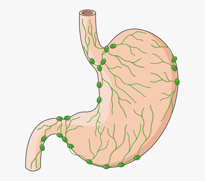 Stomach Png, Transparent Png , Transparent Png Image - PNGitem
