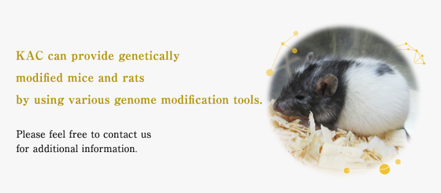 Transparent Mouse Animal Png, Png Download , Transparent Png Image ...