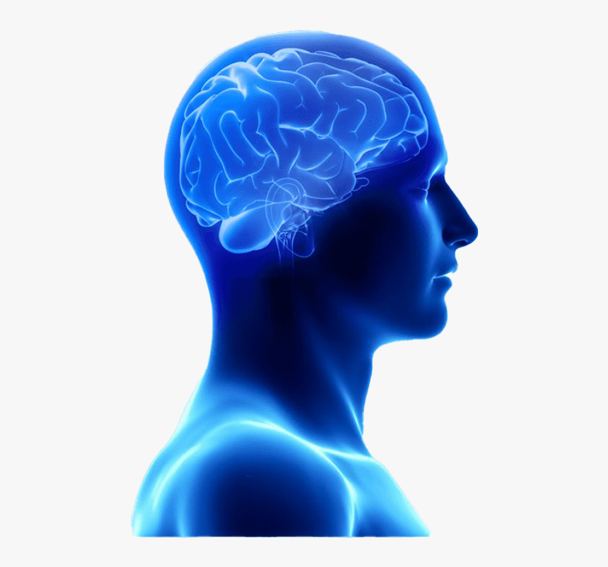 Blue Brain Transparent Image, HD Png Download , Transparent Png Image ...