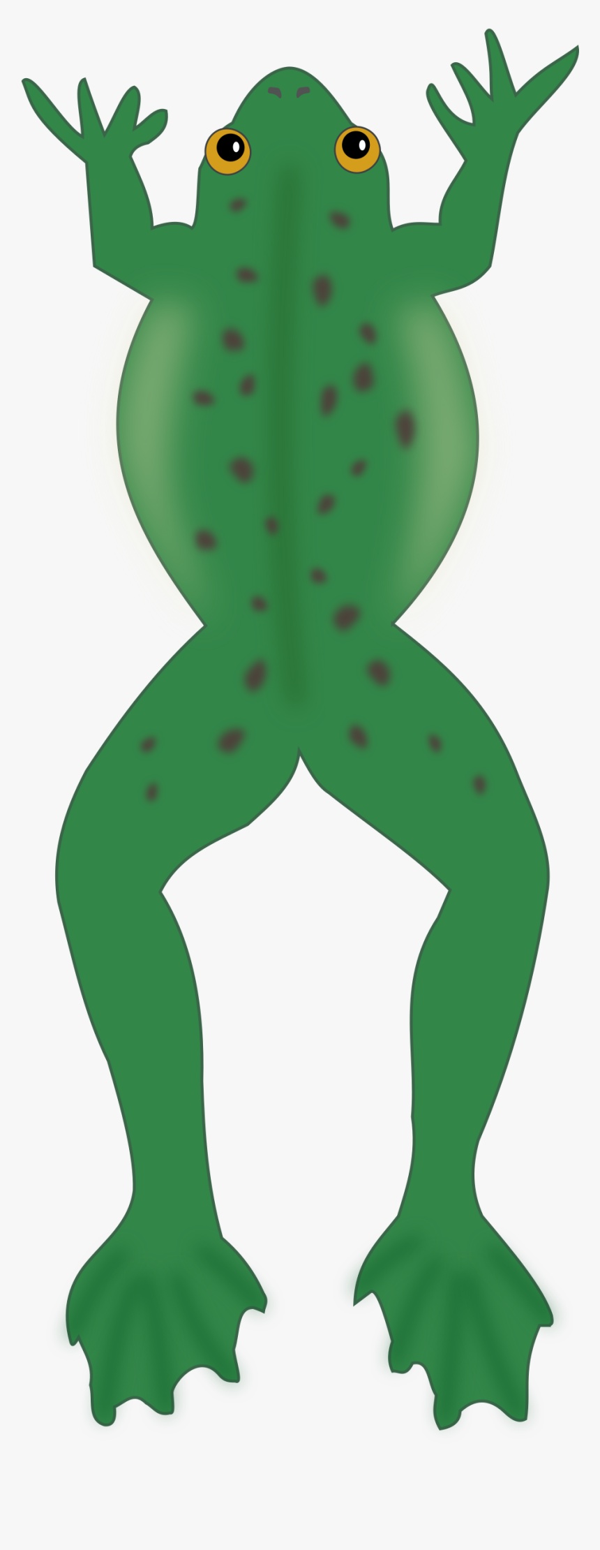 Cartoon Frog Top View Clipart , Png Download, Transparent Png ...