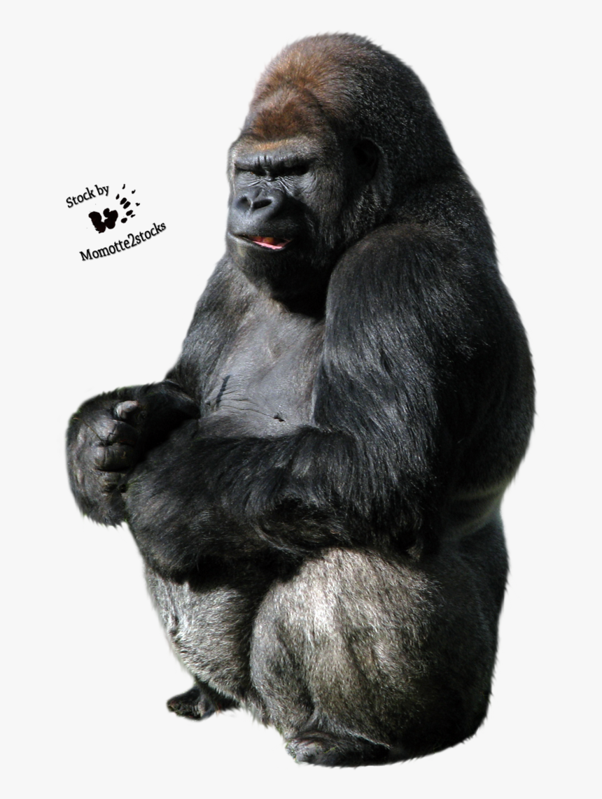 Ape Png , Png Download, Transparent Png , Transparent Png Image - PNGitem