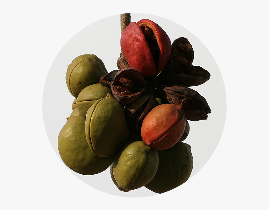 Ashoka Tree Png, Transparent Png , Transparent Png Image - PNGitem