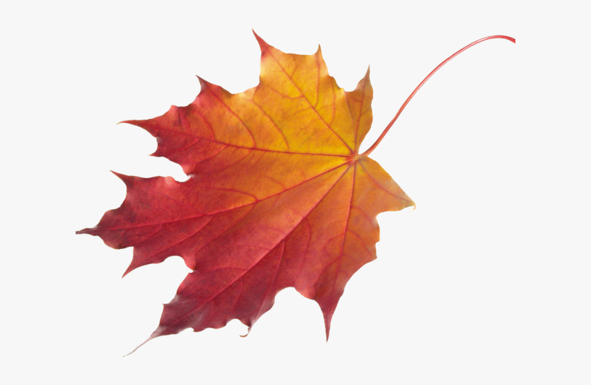Autumn Leaves Clipart Chinar, HD Png Download , Transparent Png Image ...