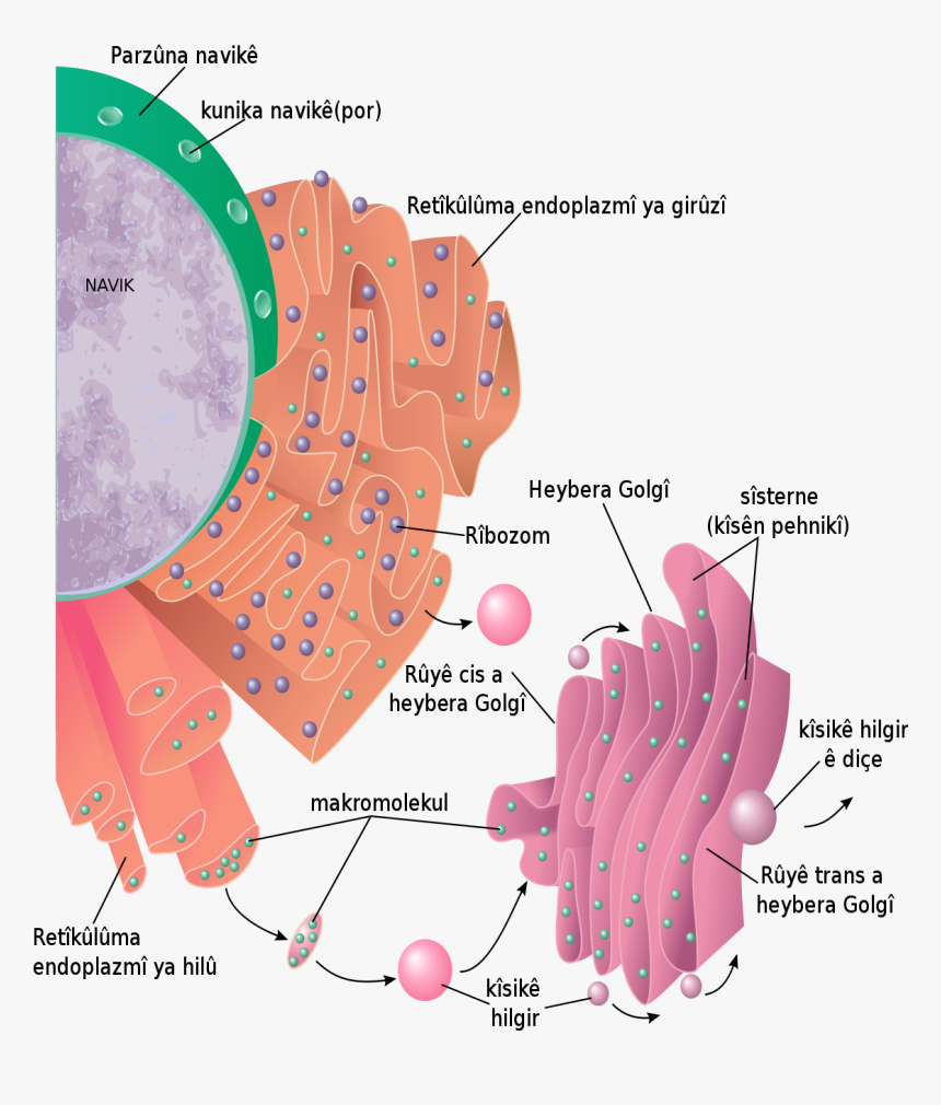 Nucleus Png, Transparent Png , Transparent Png Image - PNGitem