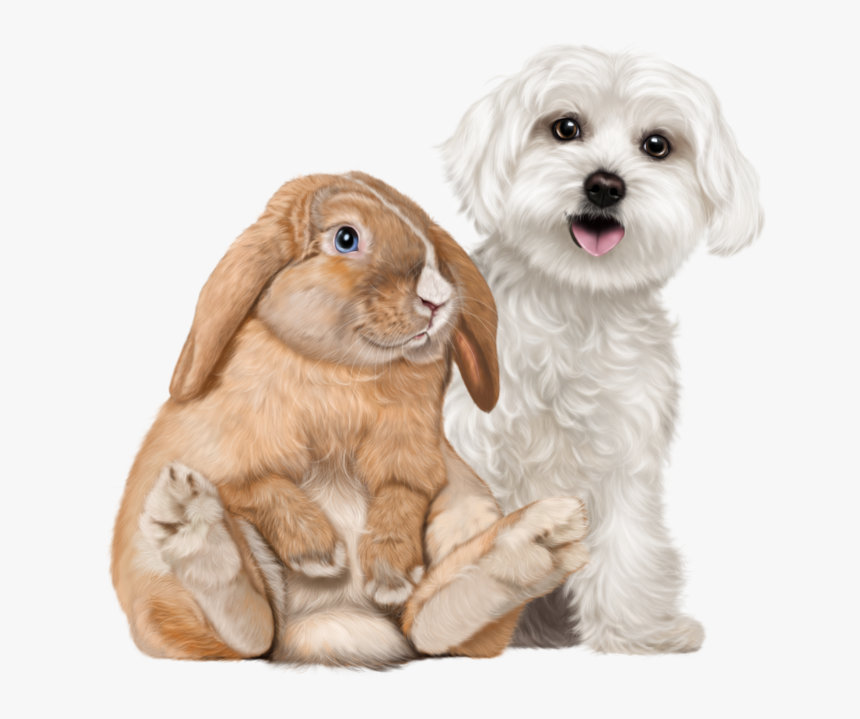 Cockapoo Puppy Dog Breed Cavapoo Centerblog, HD Png Download ...