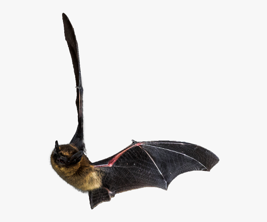 Dy Toys Flying Bat With Flapping Wings By Dy , Png, Transparent Png ...