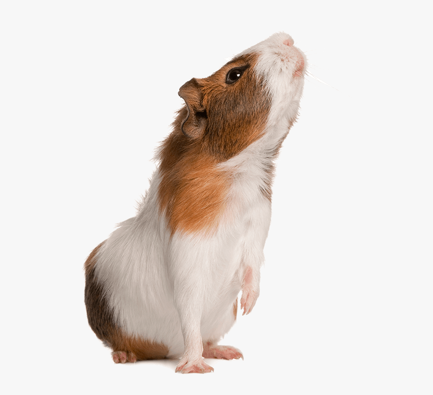 Guinea Pig Transparent Background , Png Download, Png Download ...
